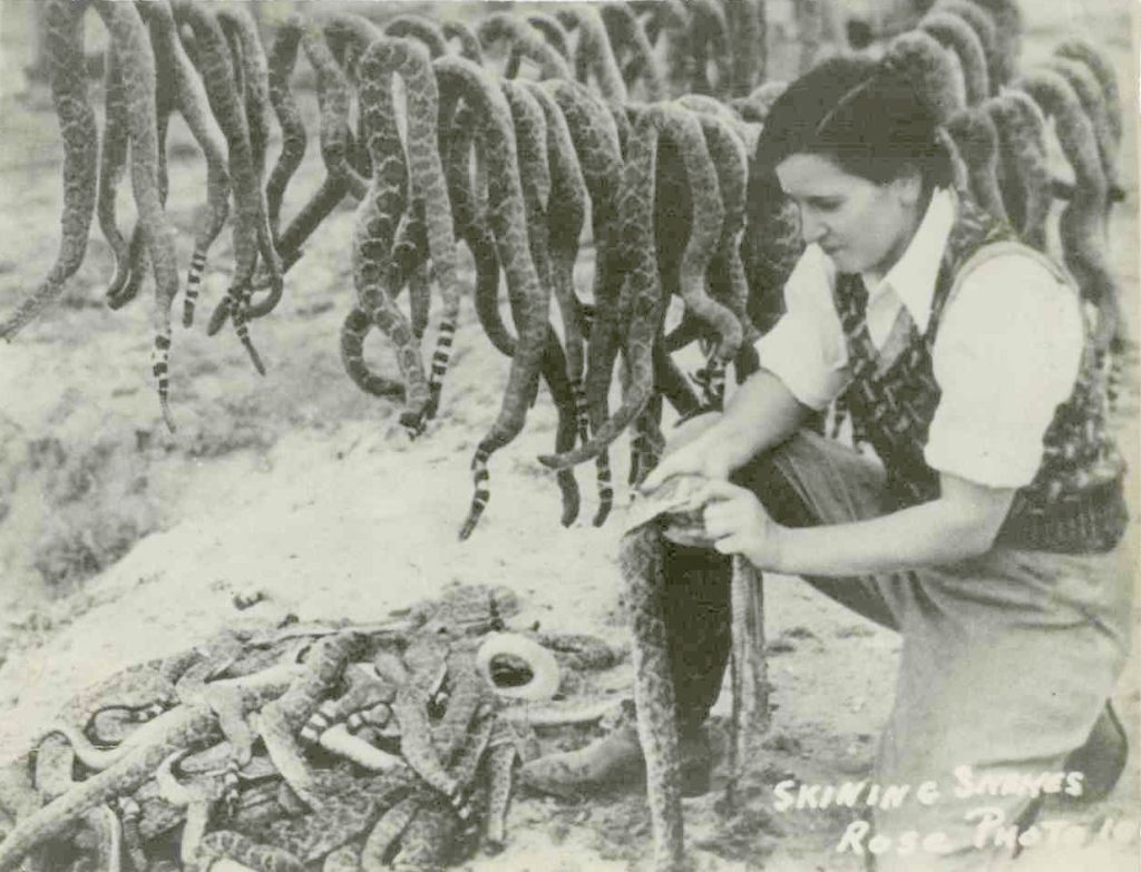 Homesteader Catherine Reidy Skinning Snake_Rattlesnake Queen - Oro ...